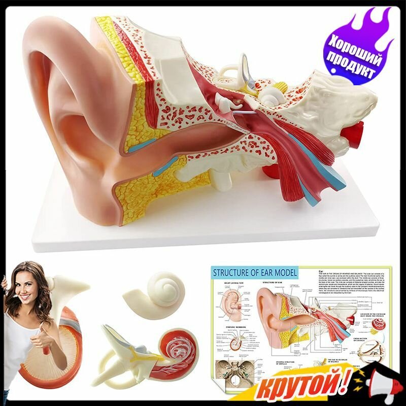 Модель уха