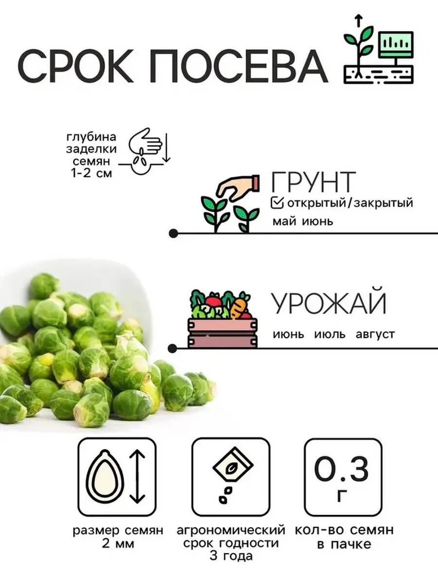 Высокоурожайная капуста брюссельская для вкусных блюд