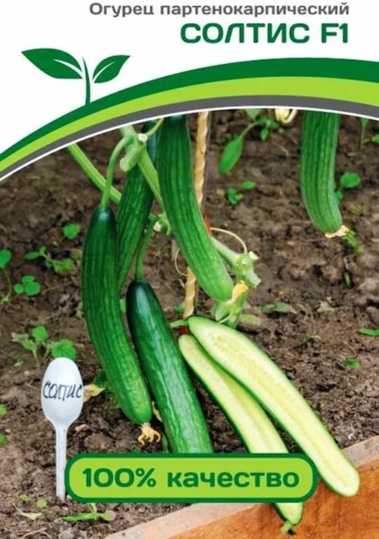 Коллекционные семена огурца Солтис F1
