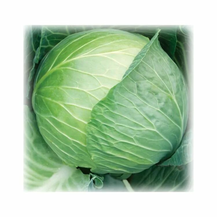 Коллекционные семена капусты б/к Княгиня F1