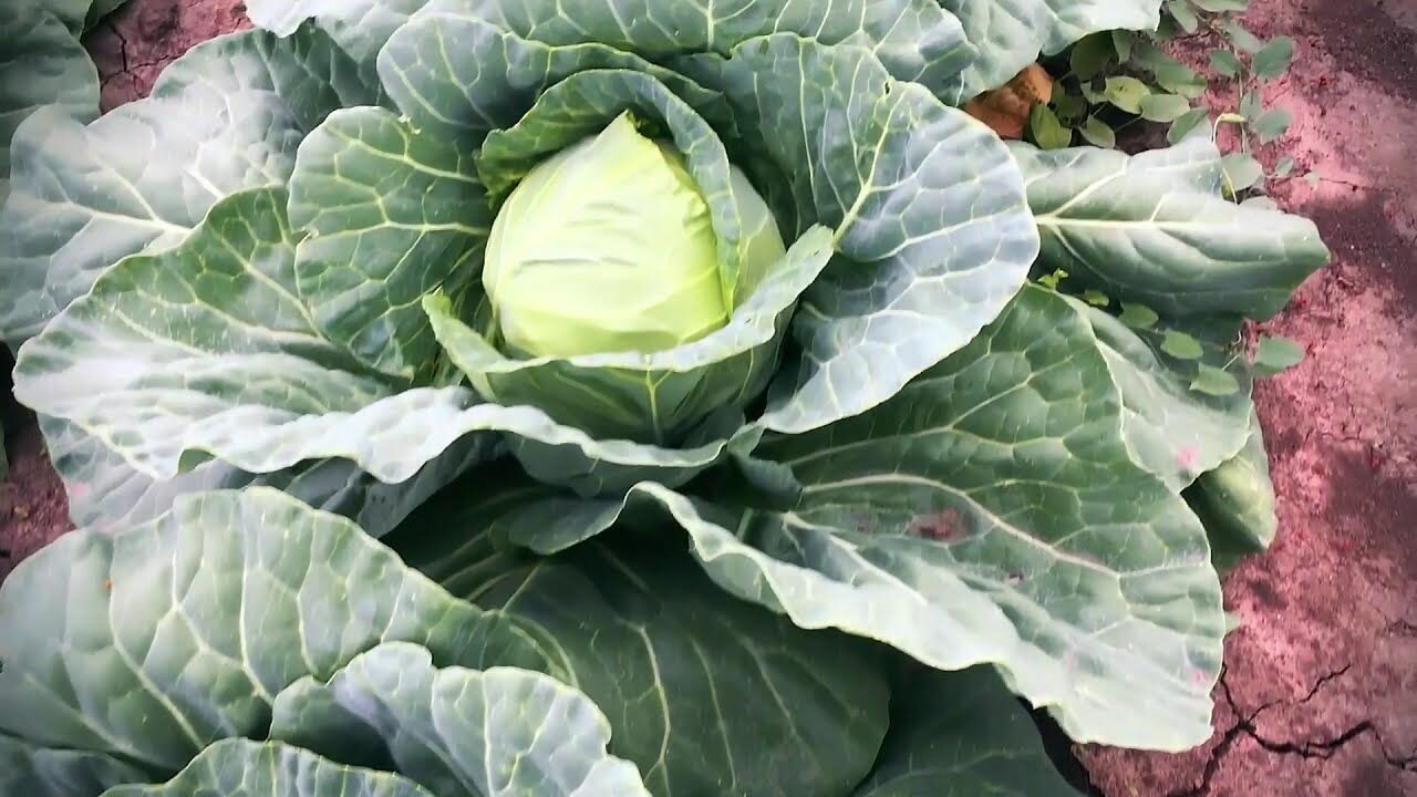 Коллекционные семена капусты б/к Рапидион F1