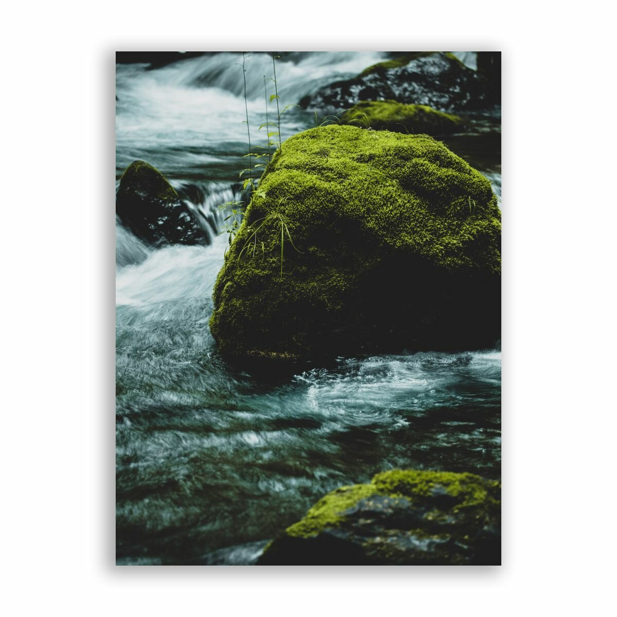 Постер, плакат на бумаге / Мох / Размер 30 x 40 см