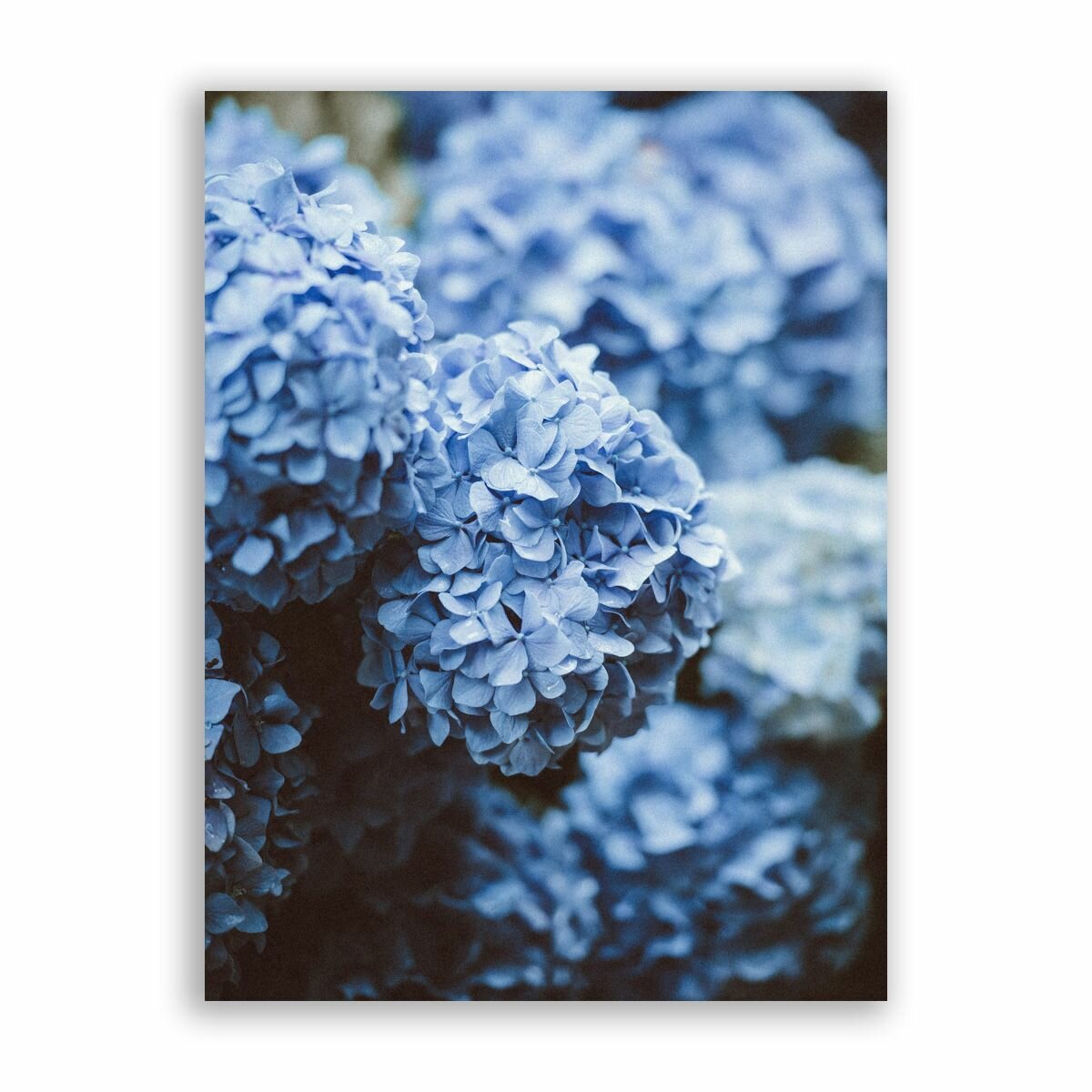 Постер цветы на бумаге / Гортензия / Размер 80 x 106 см