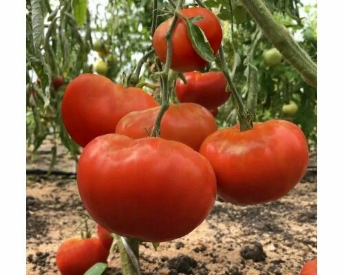 Коллекционные семена томата Большой Хвастун