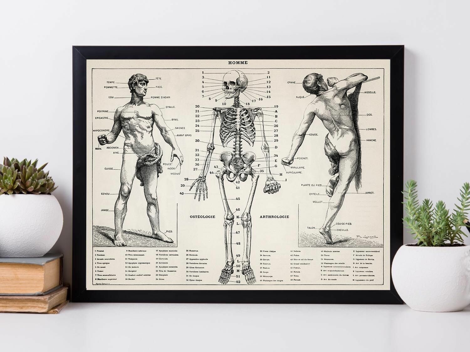 Винтажный плакат - "Познавательная Анатомия - Человек". Ретро постер "Медицина - Человеческое тело", 1900 год, размер А2, без рамы. Подарок врачу