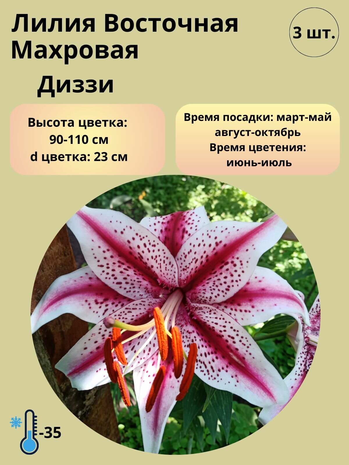 Лилия Восточная, луковицы 3 шт