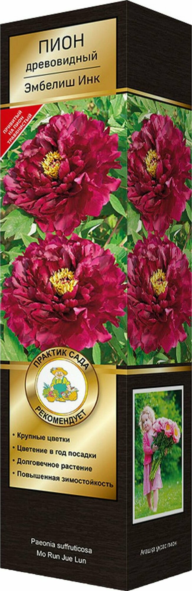 Саженец Пион Эмбелиш Инк С1 Н37