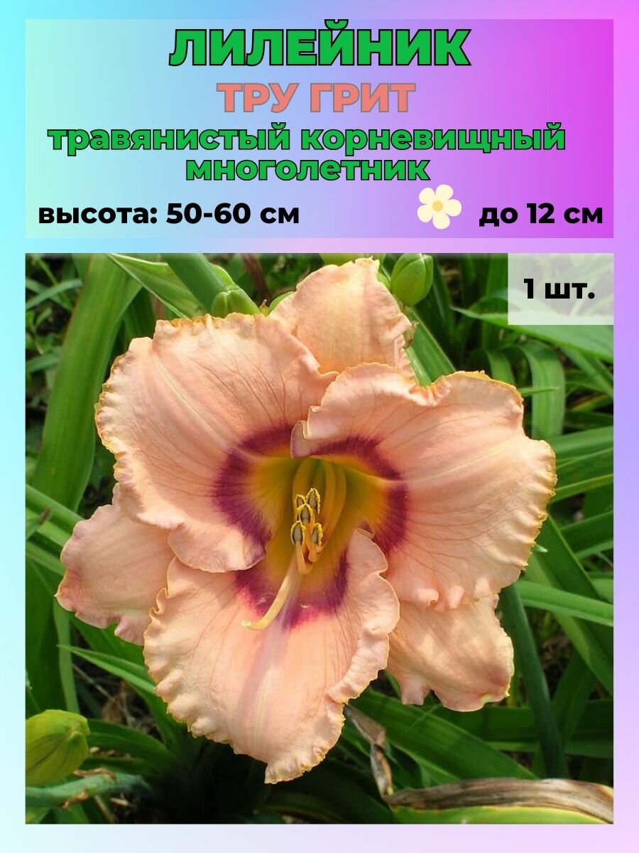 Лилейник Тру Грит, корневище 1 штука