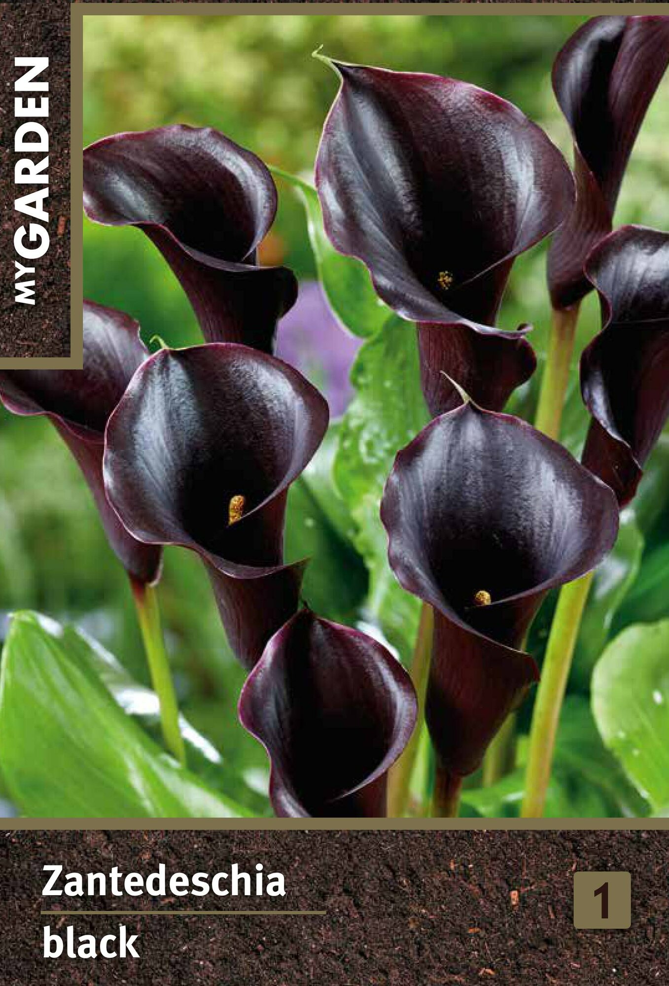 Калла черная