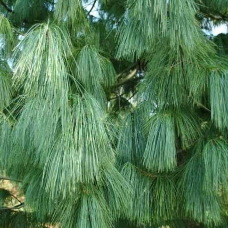 Семена Сосны Гималайской, 15 штук