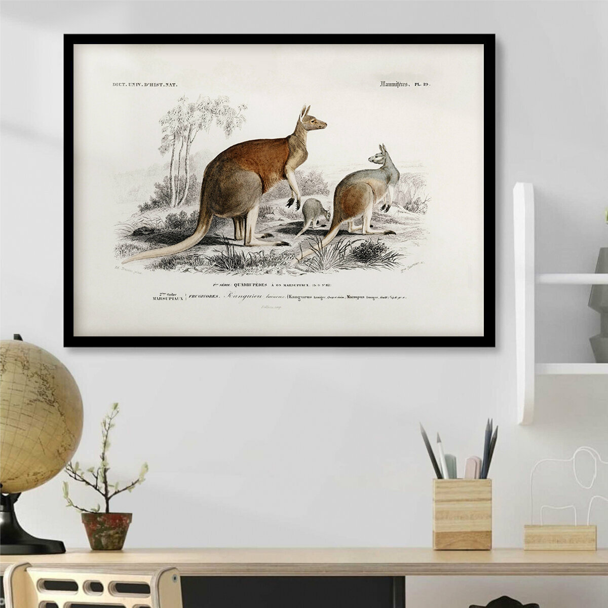 Постер "Кенгуру иллюстрация" в черной рамке 50x70 см для интерьера на стену