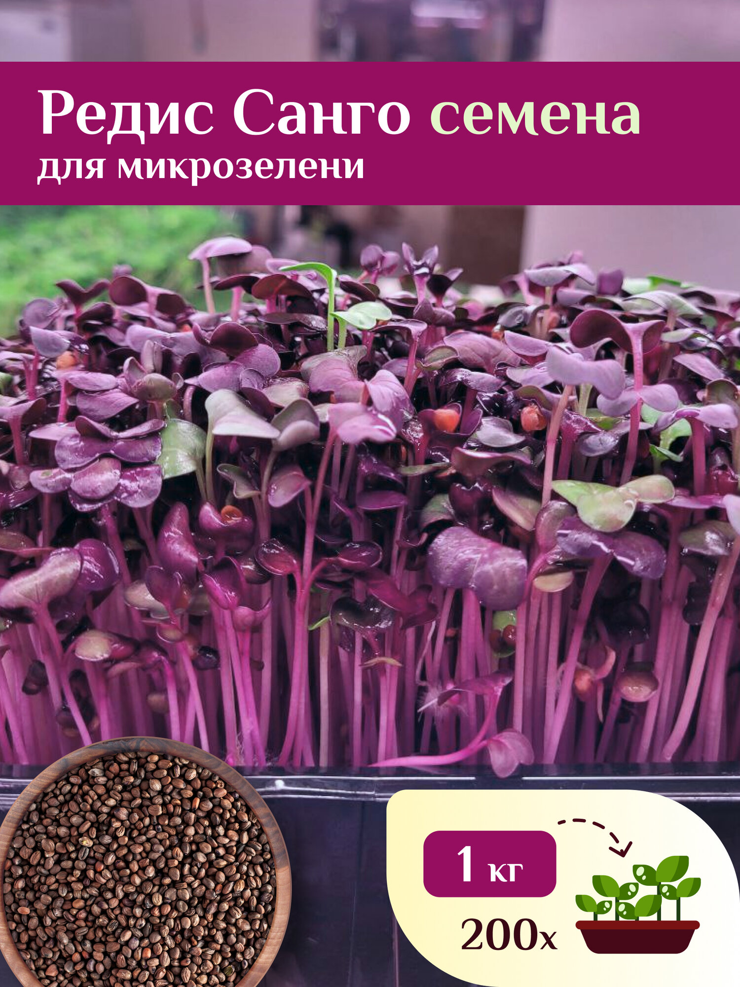 Семена микрозелени редис Санго фиолетовый, Ильинские проростки 1кг
