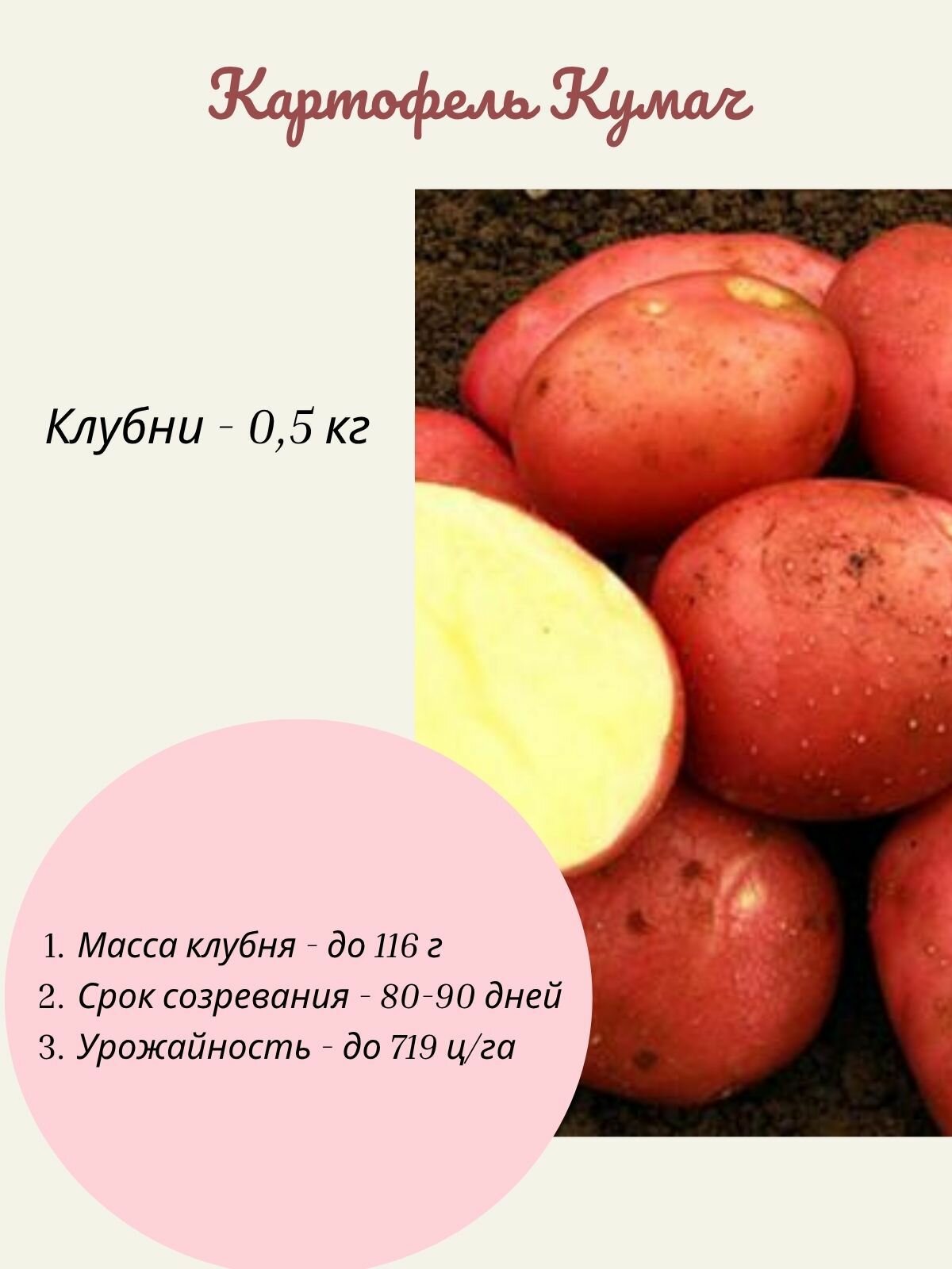 Картофель красный Кумач 0,5 кг на посадку