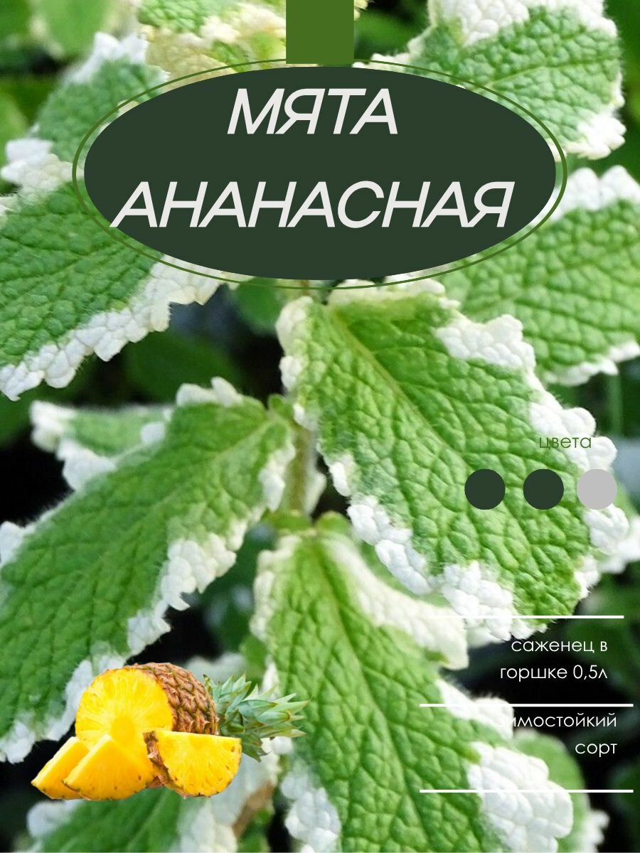 Мята Ананасная