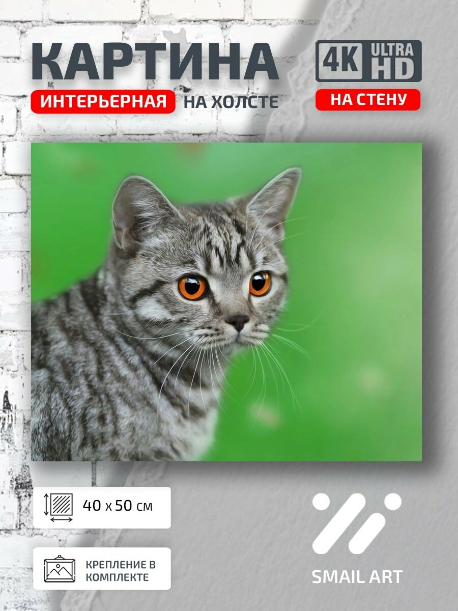 Картина на холсте интерьерная 40 на 50 на стену Животные кошка для кабинета атмосфера