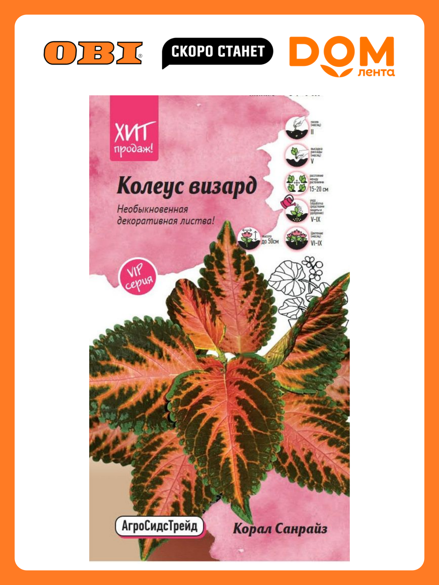 Колеус визард корал санрайз 10 шт АСТ