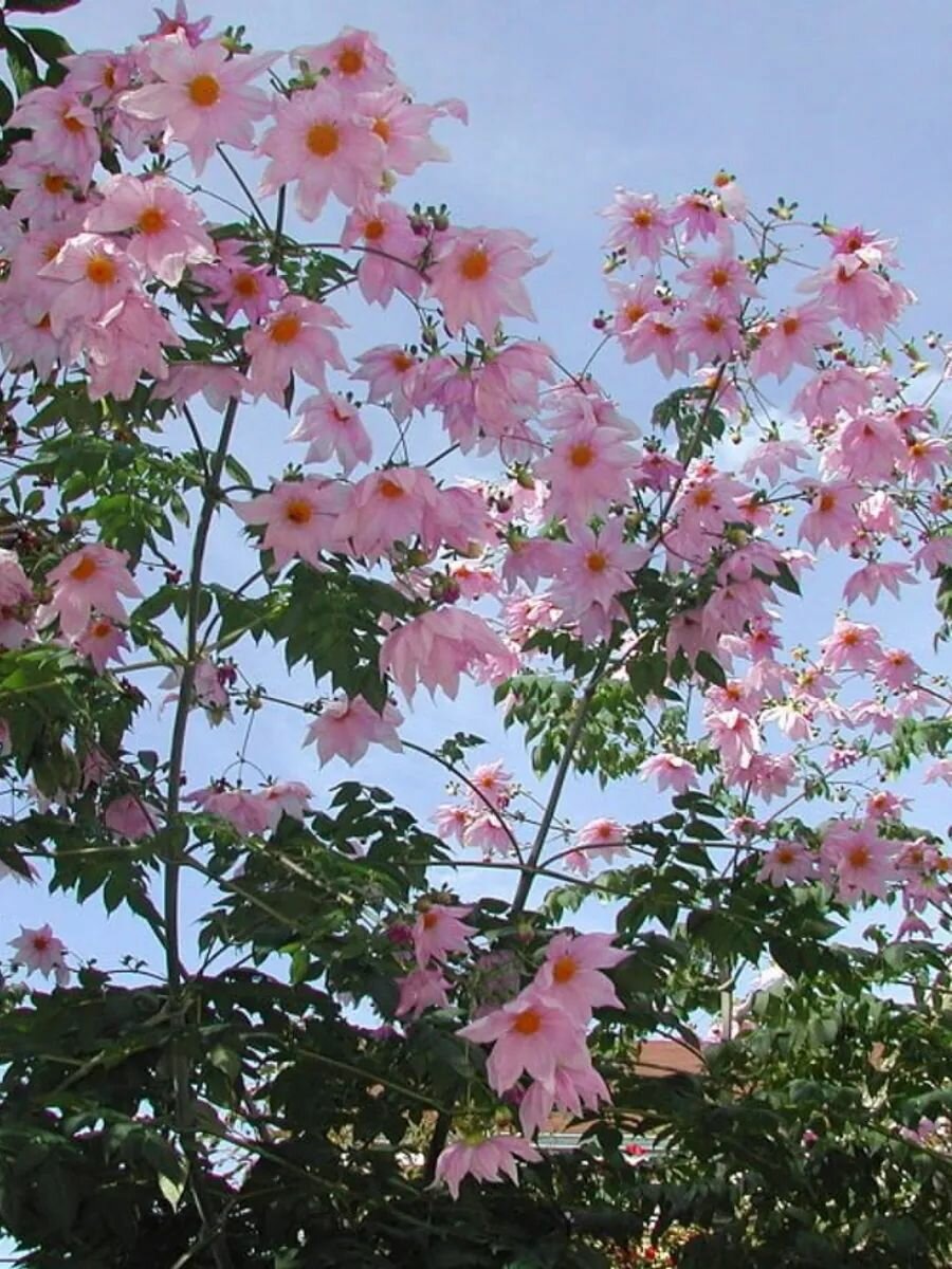 Георгина Империалис гигантская