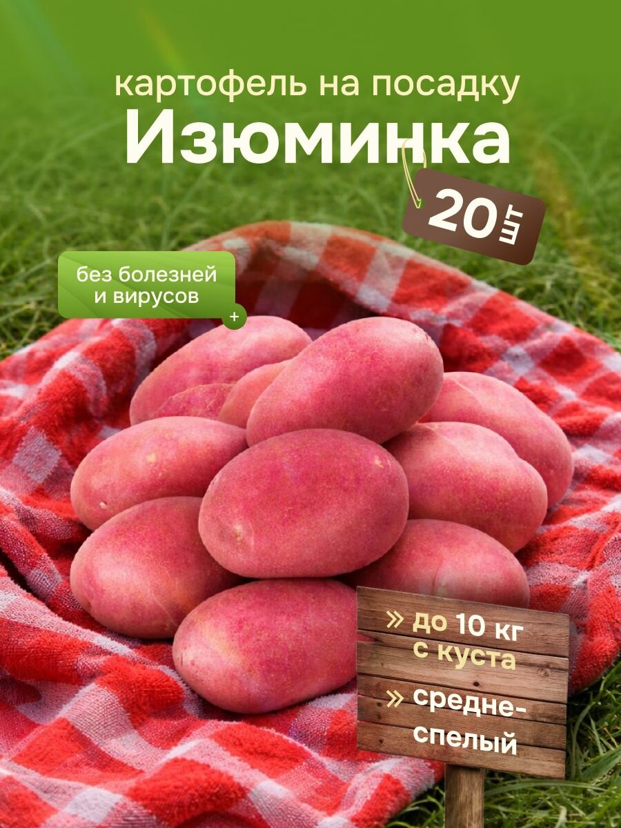 Семенной картофель на посадку Изюминка 20 шт (среднеранний)