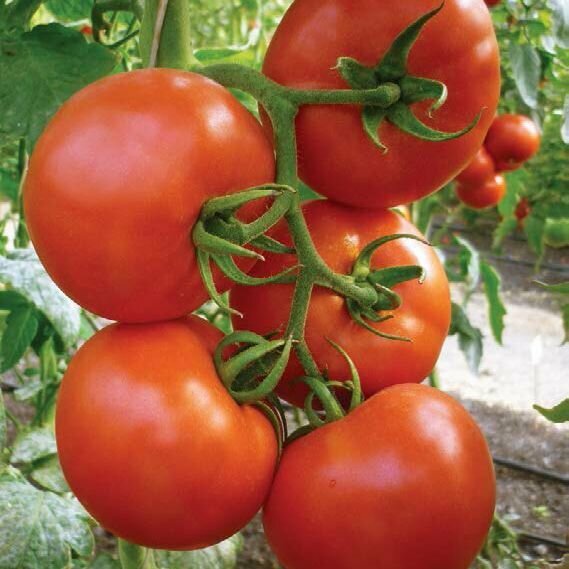 Коллекционные семена томата Океан