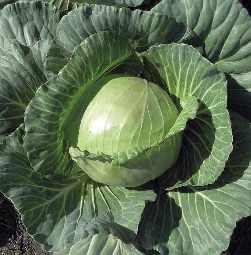 Коллекционные семена капусты б/к F1 Чамп