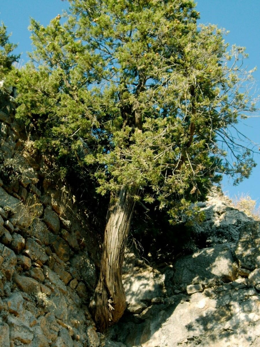 Семена Кипарис вечнозелёный (Cupressus sempervirens), 30 штук