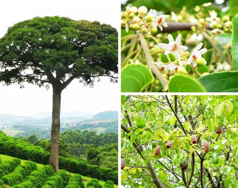 Семена Джекитибо-роза (Cariniana legalis) 1шт
