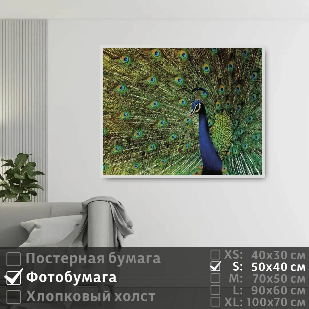 Постер на фотобумаге Павлин С Распущенным Хвостом 50х40 см ПолиЦентр