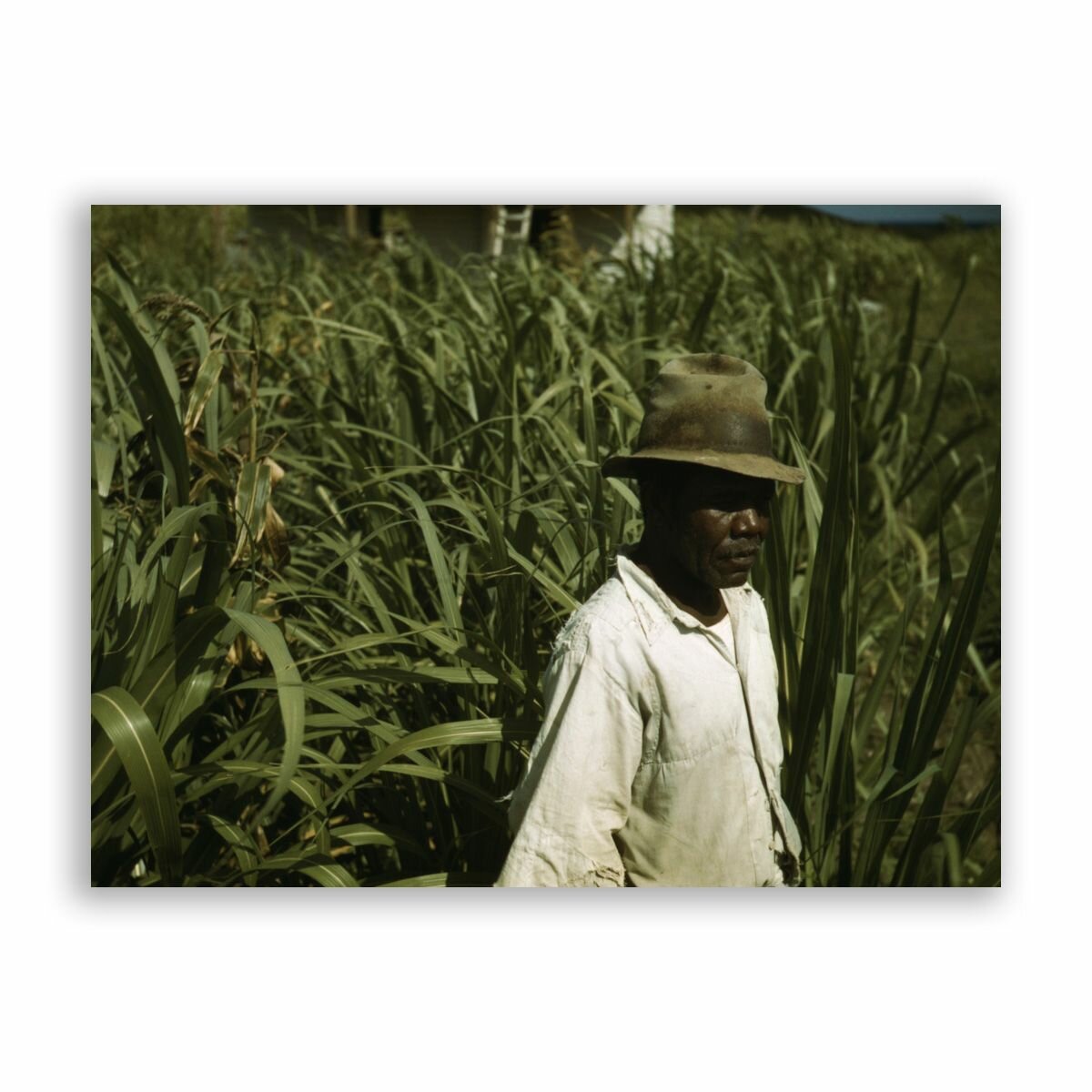 Постер, плакат на бумаге / Ретро фотографии американских рабочих - Фермер / Размер 60 x 80 см