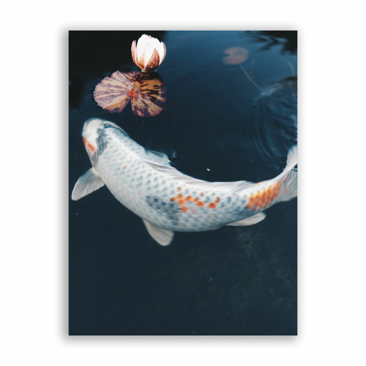 Постер, плакат на бумаге / Карпы кои / Размер 30 x 40 см