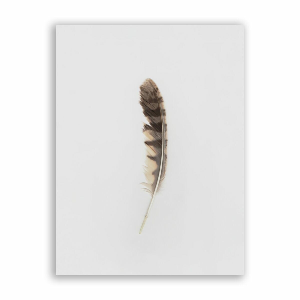 Постер, плакат на бумаге / Перо / Размер 60 x 80 см