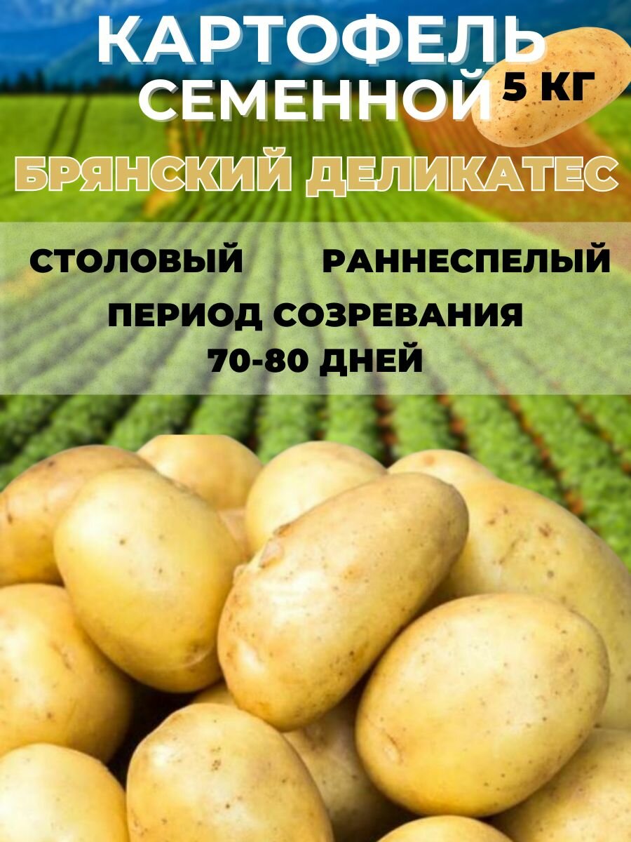 Картофель семенной, на посадку