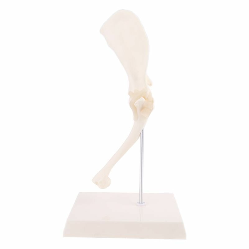 Скелетная модель плечевого сустава собаки