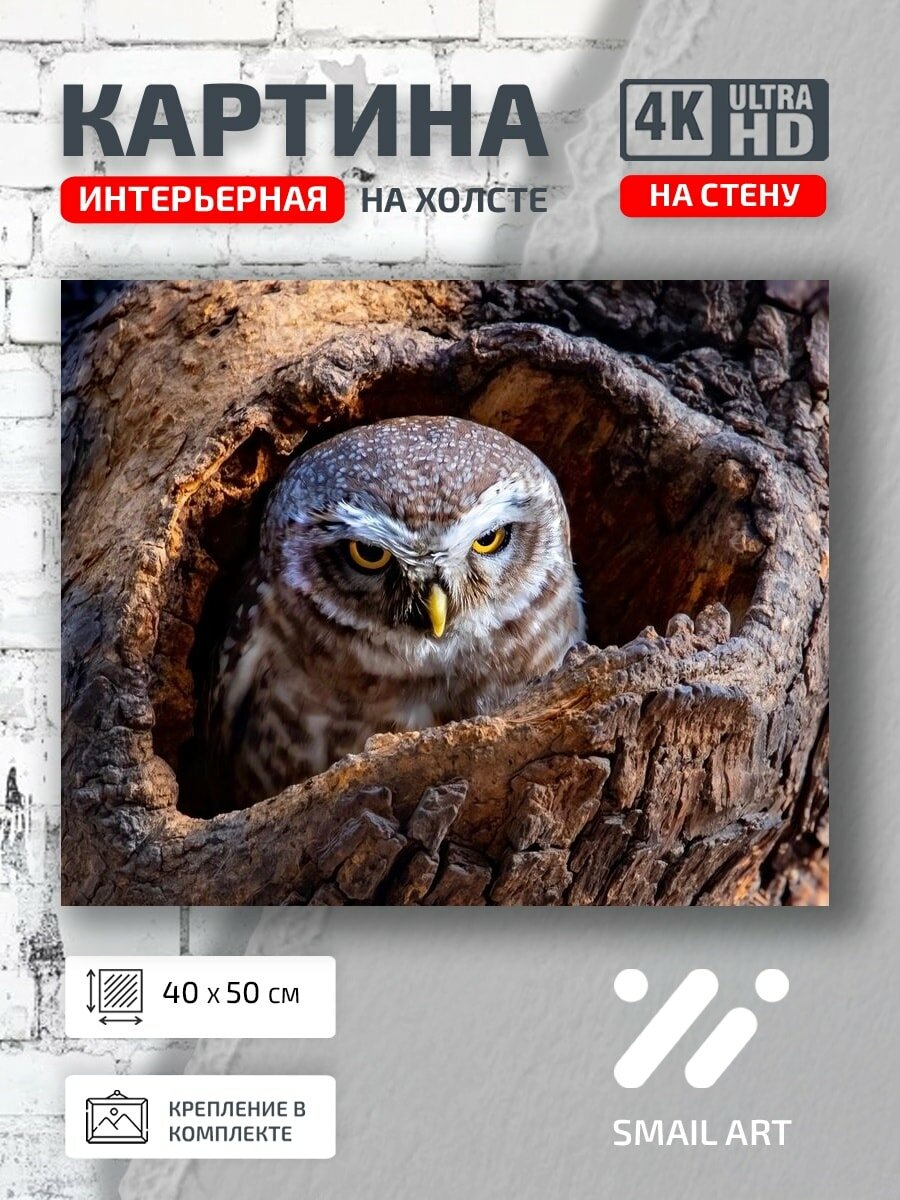 Картина на холсте интерьерная 40 на 50 на стену Птицы Сова для студии атмосфера