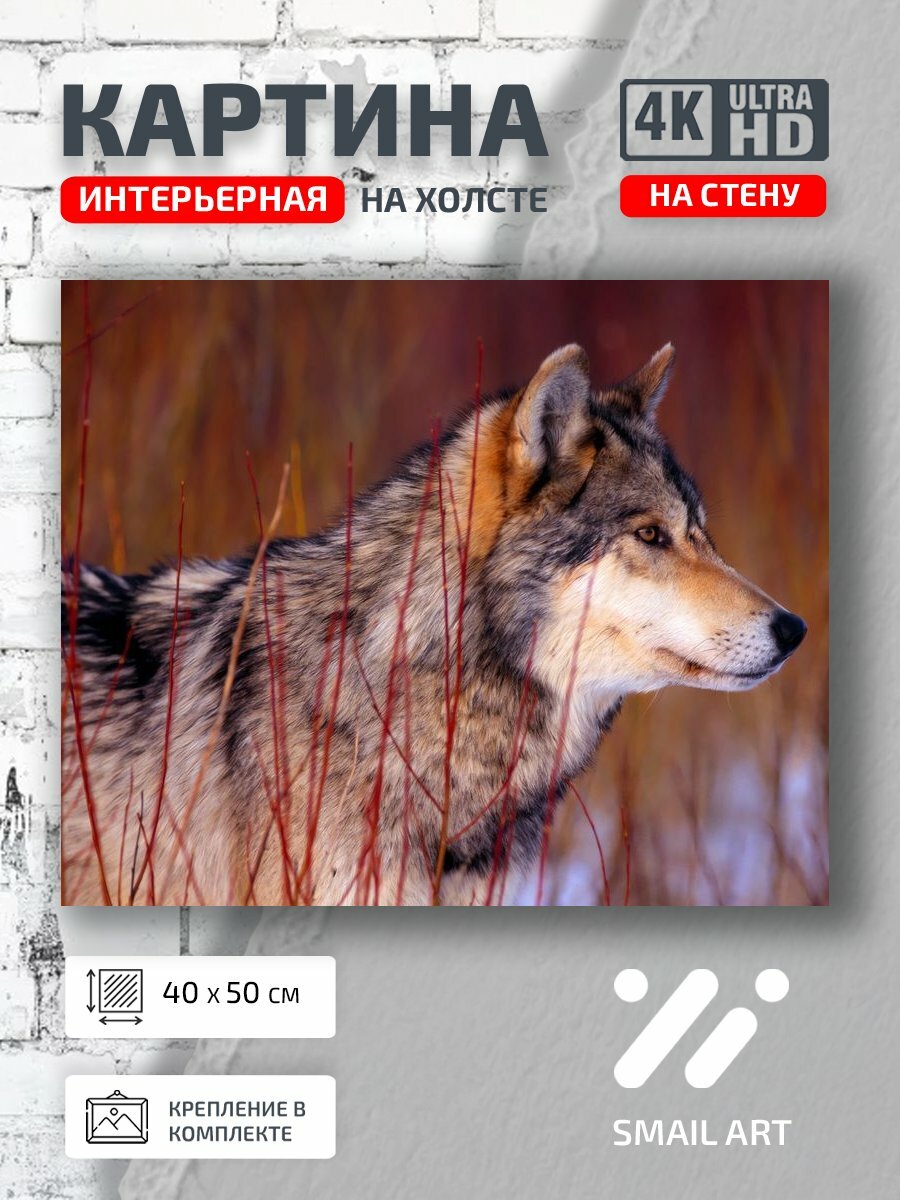 Картина на холсте интерьерная 40 на 50 на стену Волк Animal для спальни animal style декор