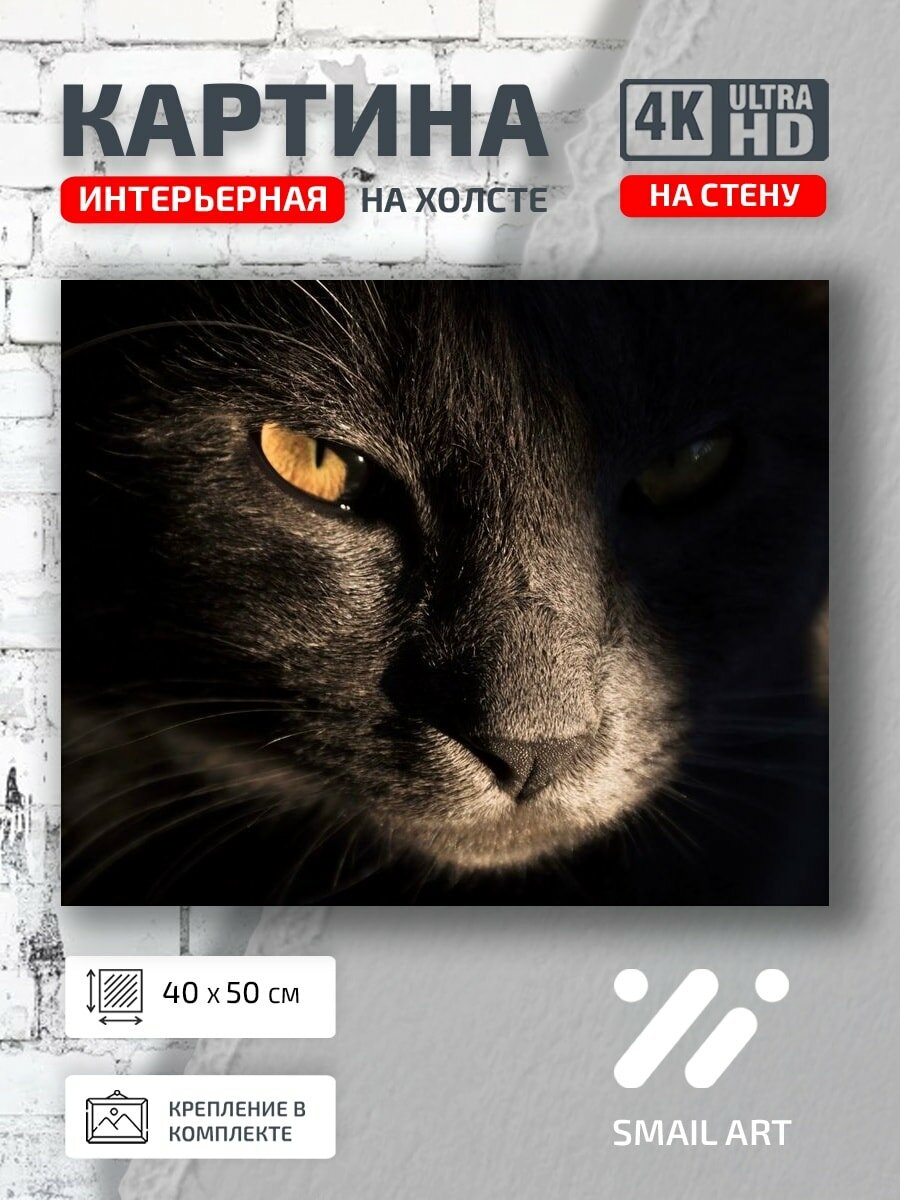 Картина на холсте интерьерная 40 на 50 на стену Животные Кот для кабинета атмосфера