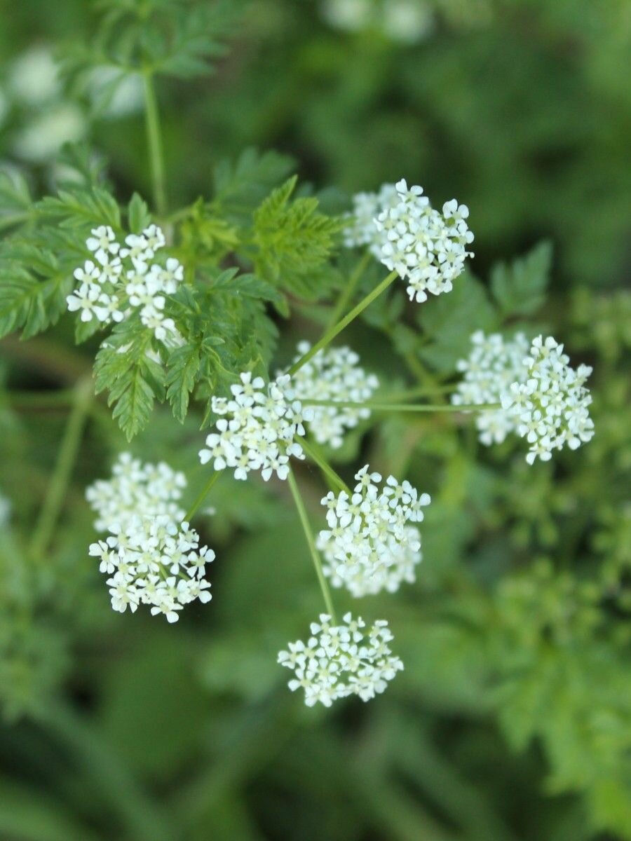 Семена Болиголов пятнистый (Conium maculatum), 25 штук