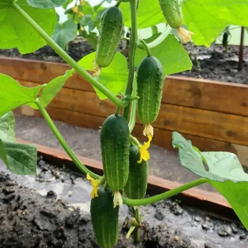 Коллекционные семена огурца Преданность F1