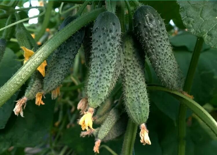 Коллекционные семена огурца Черные глаза F1