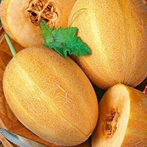 Коллекционные семена дыни Маркиза
