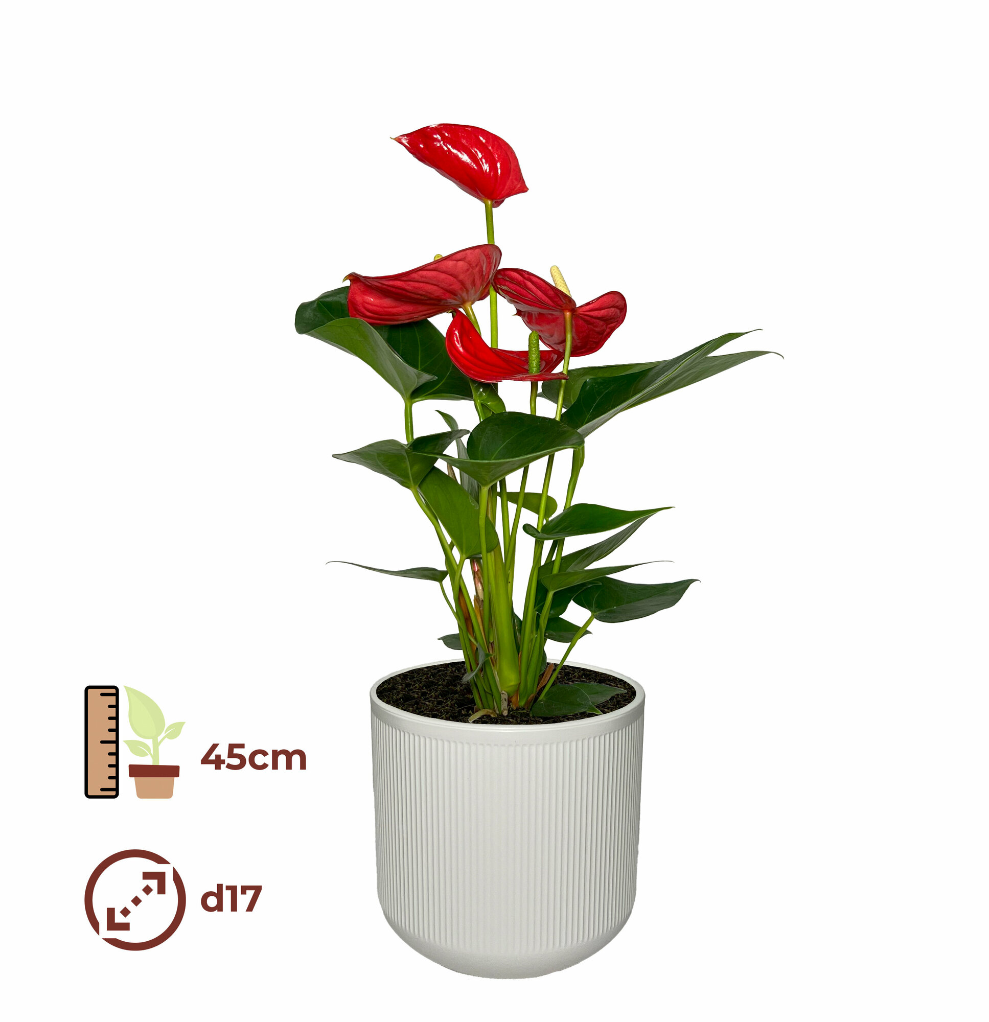 Антуриум Красный 17/45, цвет кашпо белый