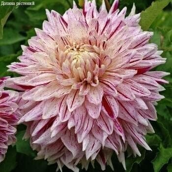 Георгина Авиньон (Гиганты) (1 клубень), Нидерланды