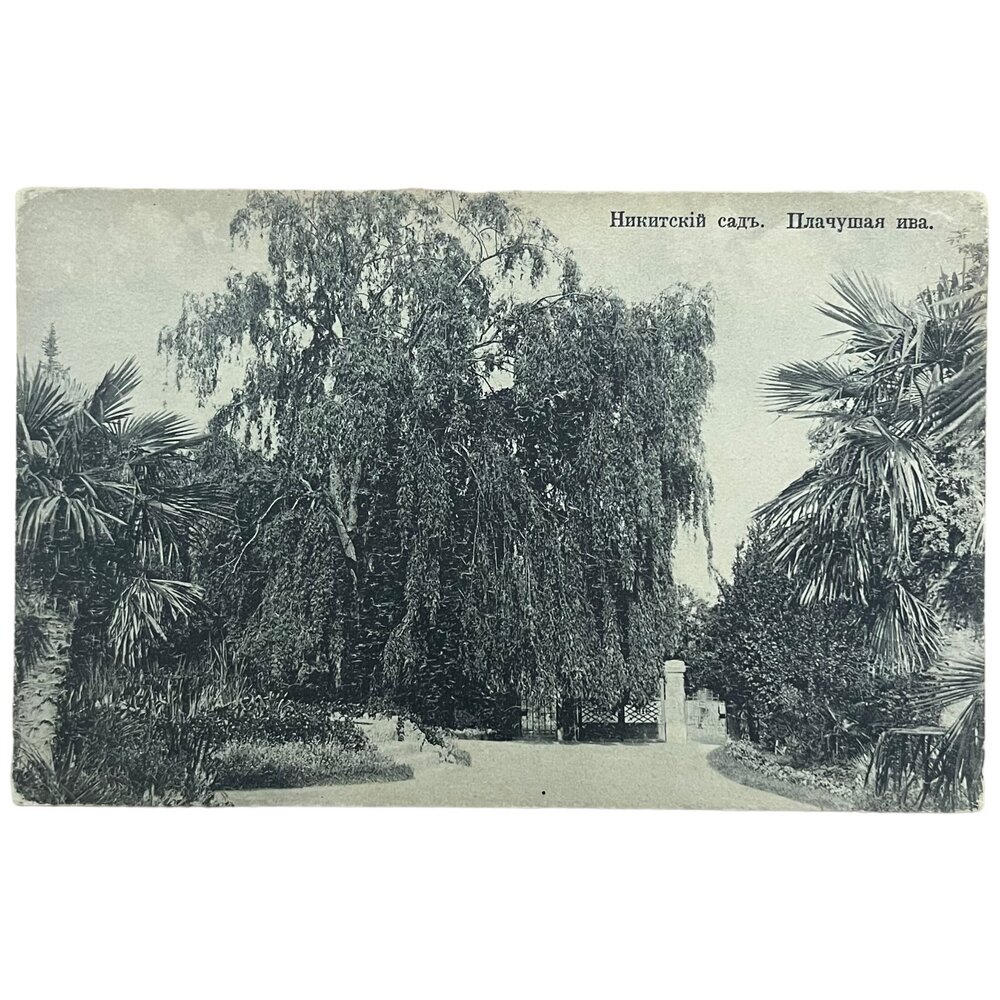 Почтовая открытка "Никитский сад. Плачущая ива" 1900-1917 гг. Российская Империя (Лот № 3)