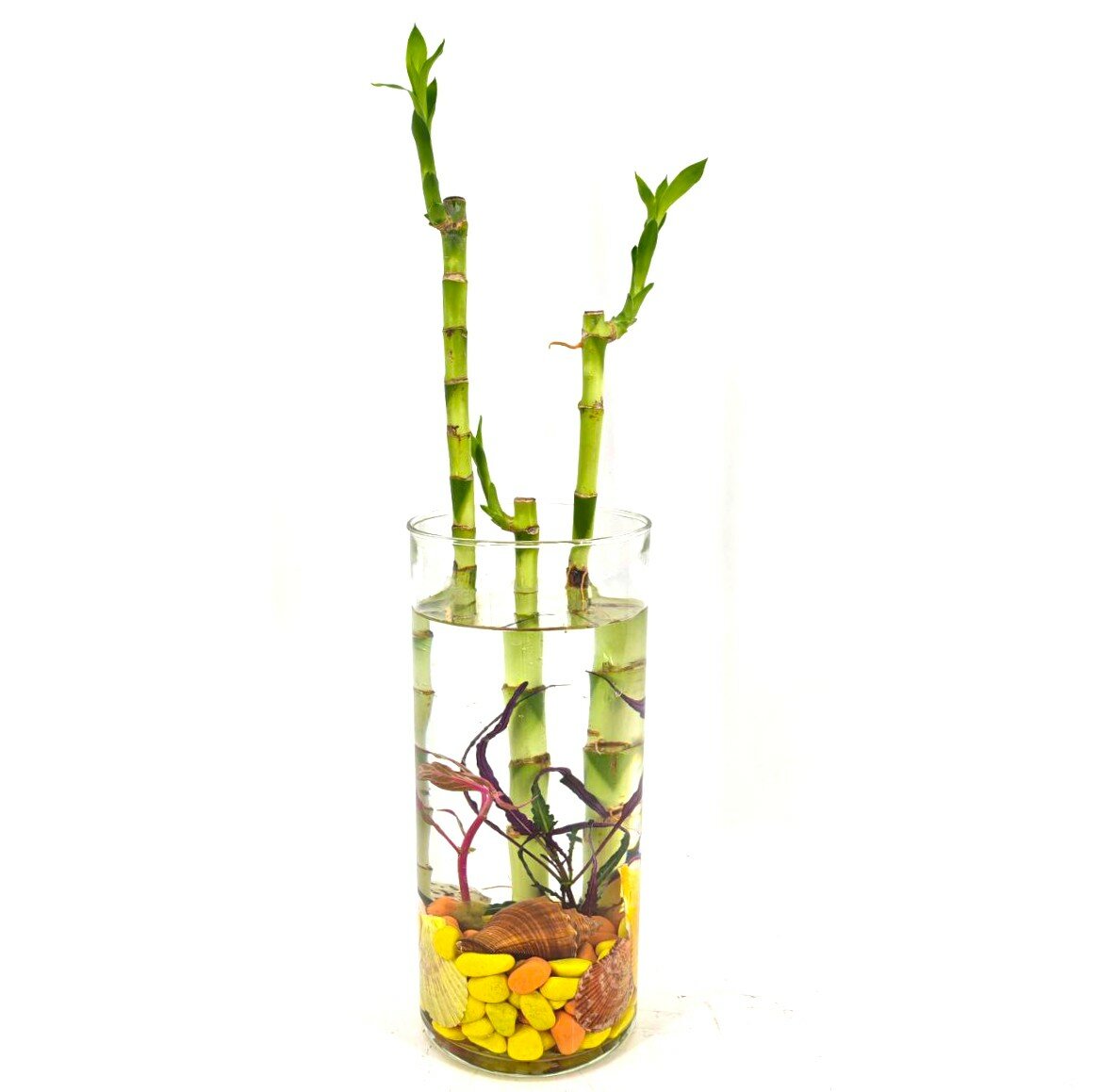 Настольная композиция бамбук в стеклянной вазе с декором. "Счастливый Бамбук" - Drасаеnа Luсky Ваmbоо. Драцена Сандериана ( Drасаеnа Sаndеriаnа )