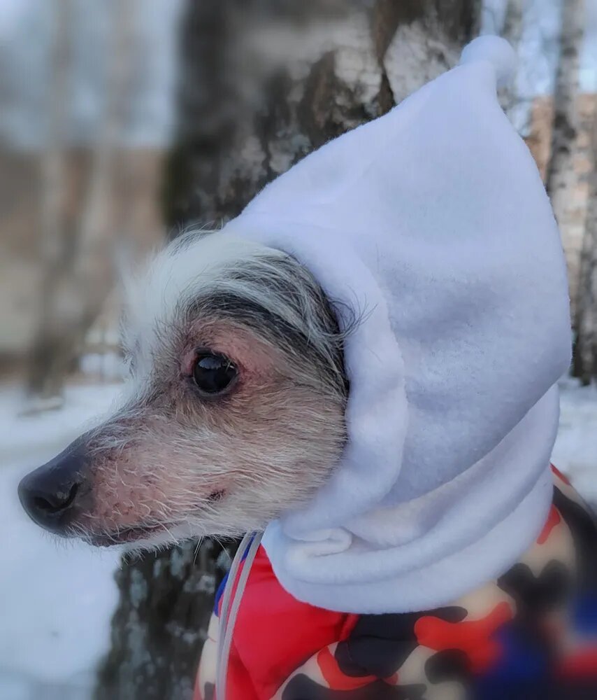 Шапка капор для собак