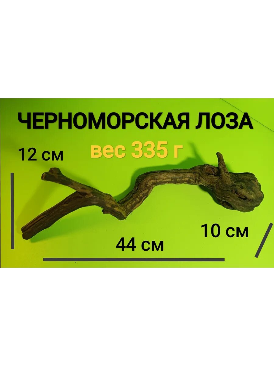 Виноградная лоза черноморская для аквариума, террариума, вол