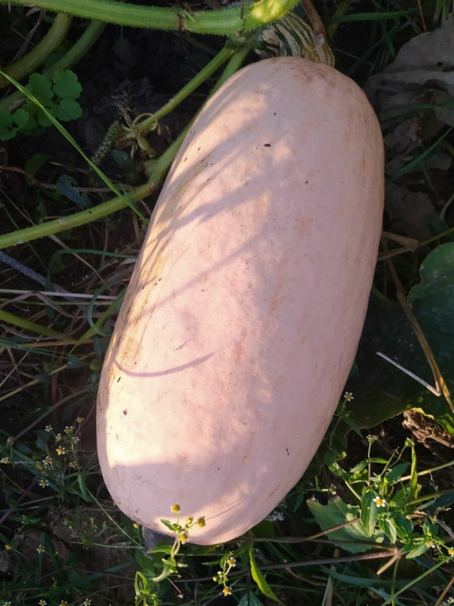 Семена Тыква Jumbo pink banana squash (Розовый банан), 5 штук