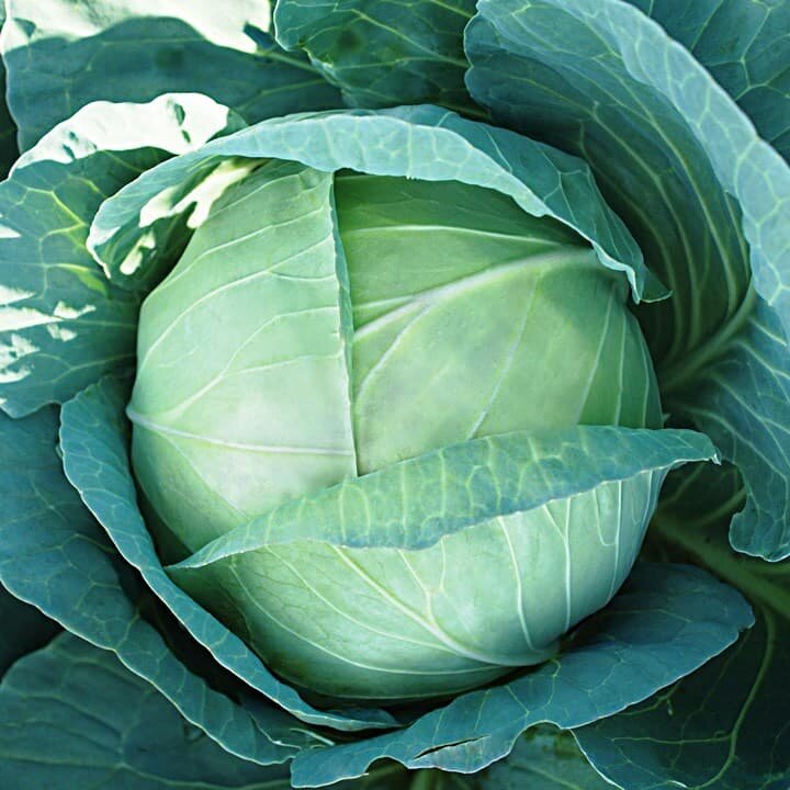 Капуста Белокочанная Вьюга (0,5 гр.), Гавриш, Россия