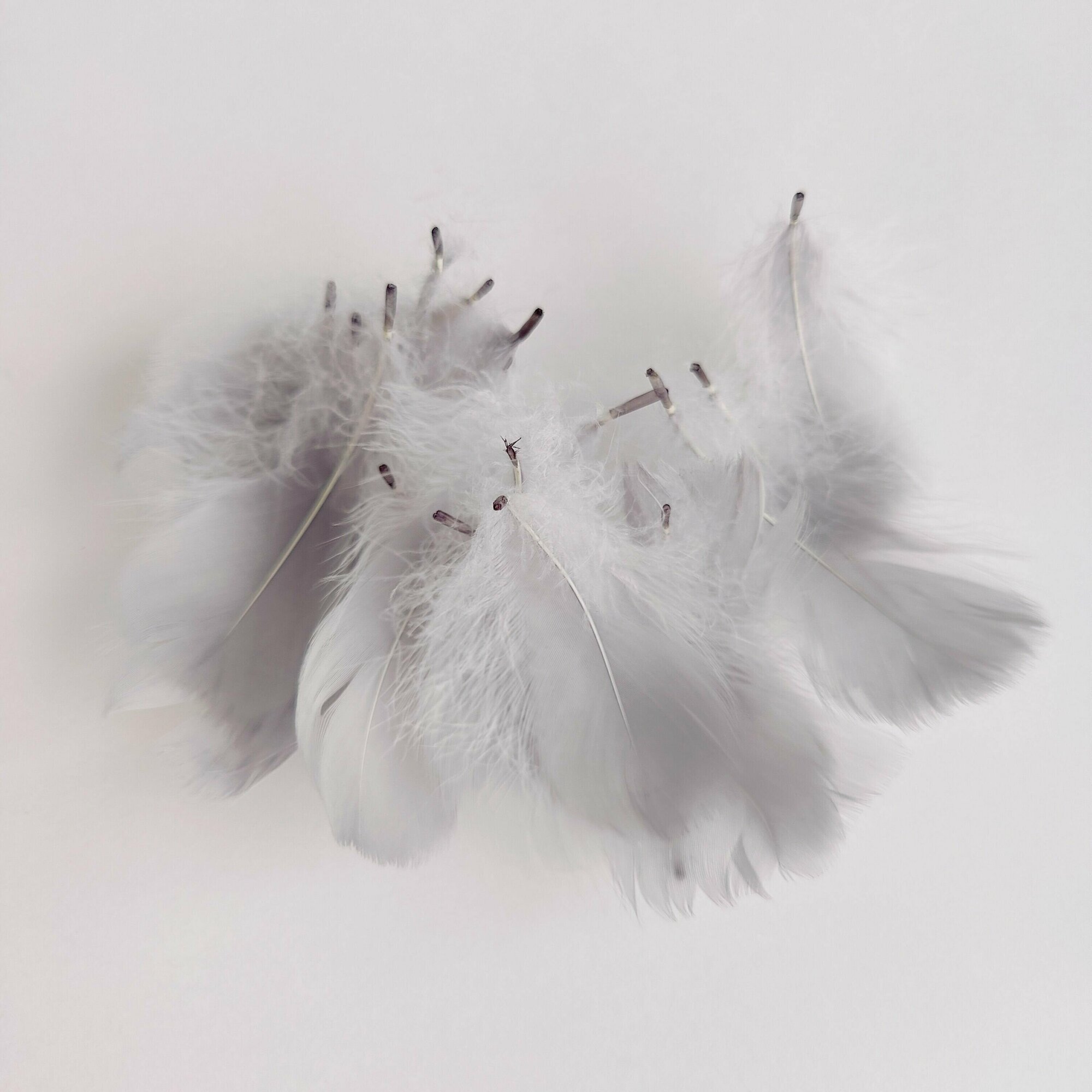 Перья декор серые №2, 100 штук