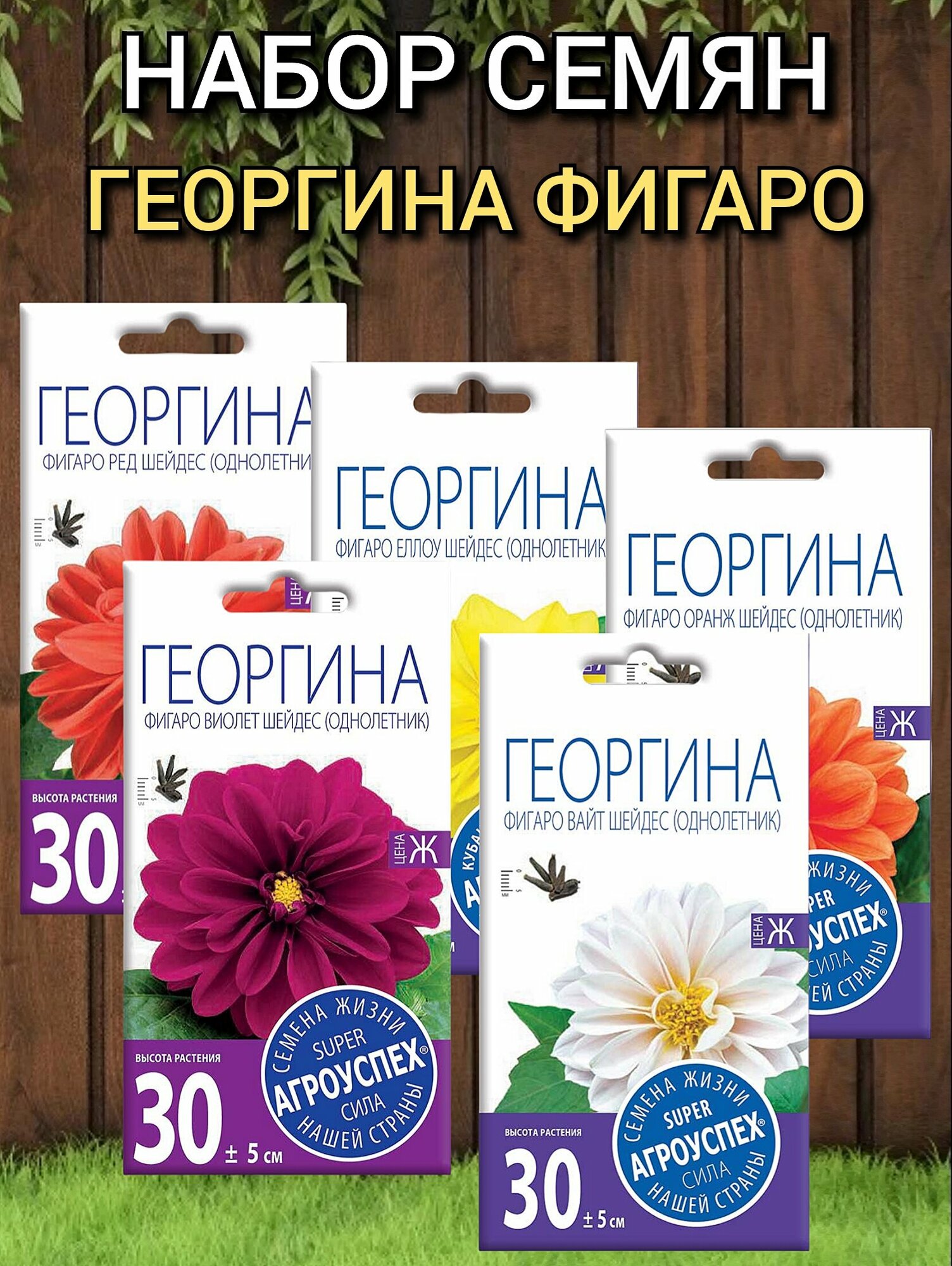 Набор семян цветов георгина 5 сортов: Фигаро Вайт Шейдес, Фигаро Виолет Шейдес, Фигаро Ред Шейдес. Агроуспех