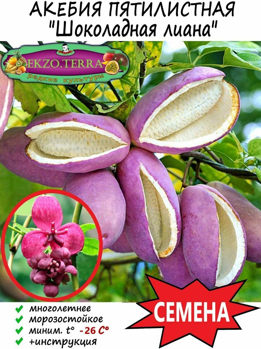 Семена Акебия Пятилистная (Шоколадная лиана) 7 шт.
